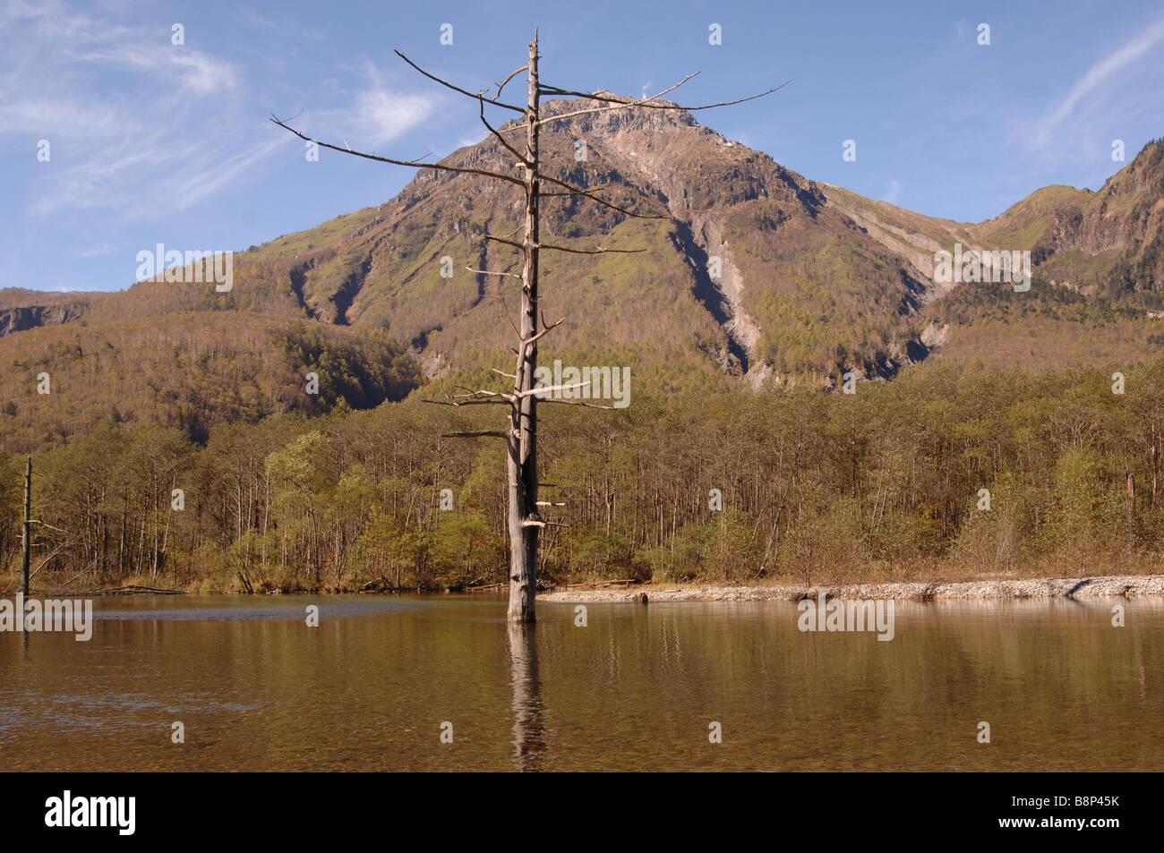 Dead Tree Kamikochi Chubu-Sangaku National Park Japan Stock Photo - Alamy