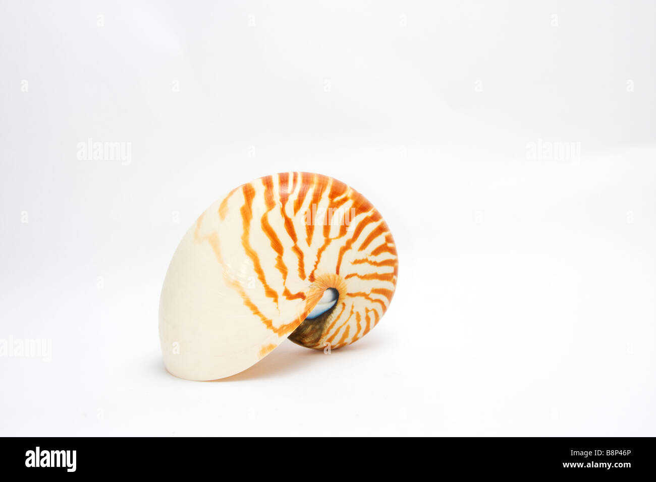 Nautilus Tiger Seashell - isolated on white Stock Photo - Alamy