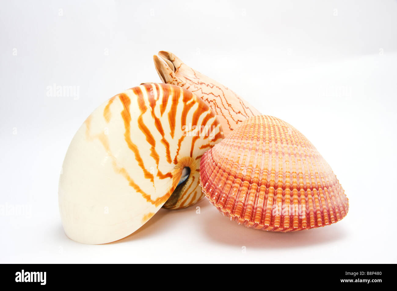 Collection of 3 seashells - isolated on white Stock Photo - Alamy