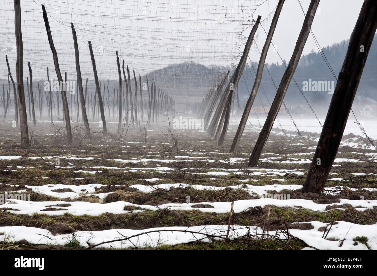 Traditional hop field hi-res stock photography and images - Alamy
