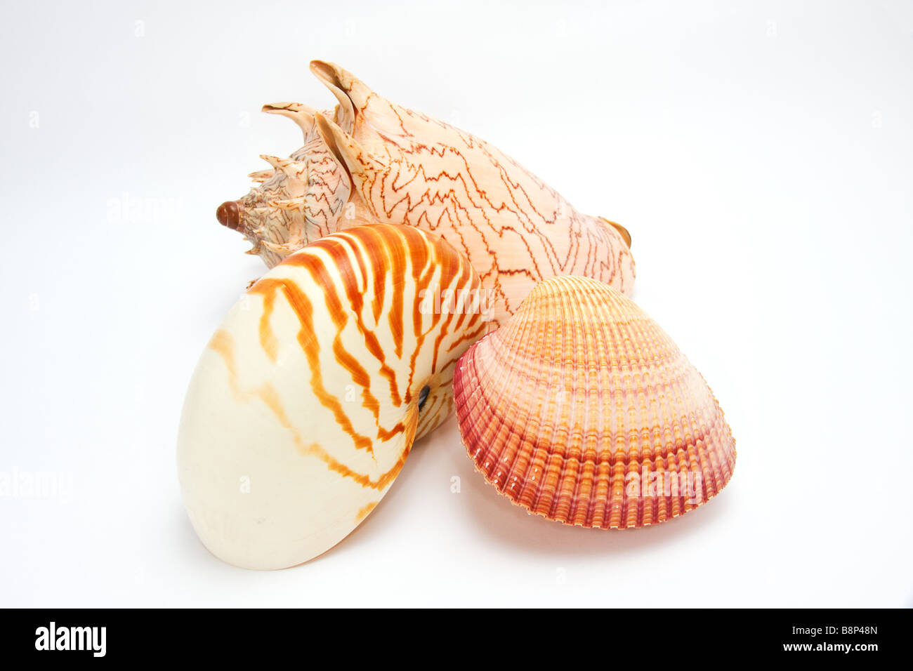 Collection of 3 seashells - isolated on white Stock Photo - Alamy