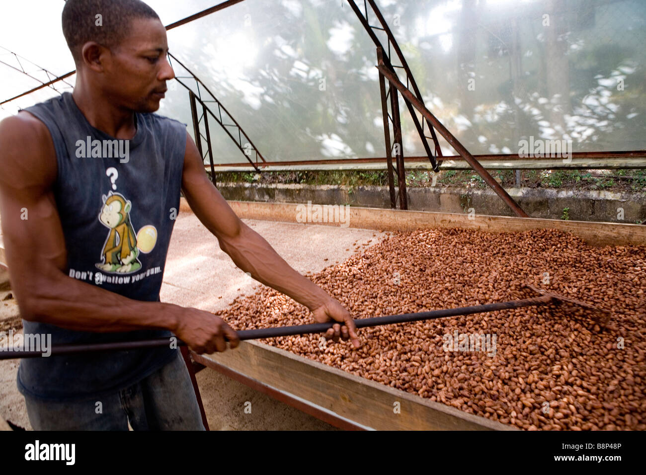 Cocoa processing factory, Dominican Republic Stock Photo - Alamy