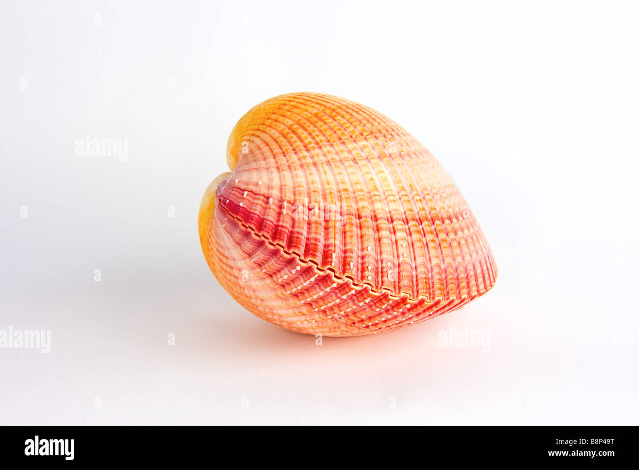 Pink Cardium Seashell - side view - isolated on white with slight ...