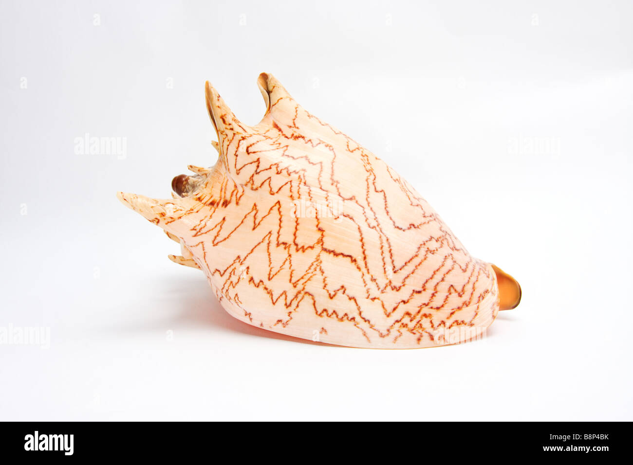 Exotic Seashell IMPERIALIS VOLUTE - back view - isolated on white Stock ...