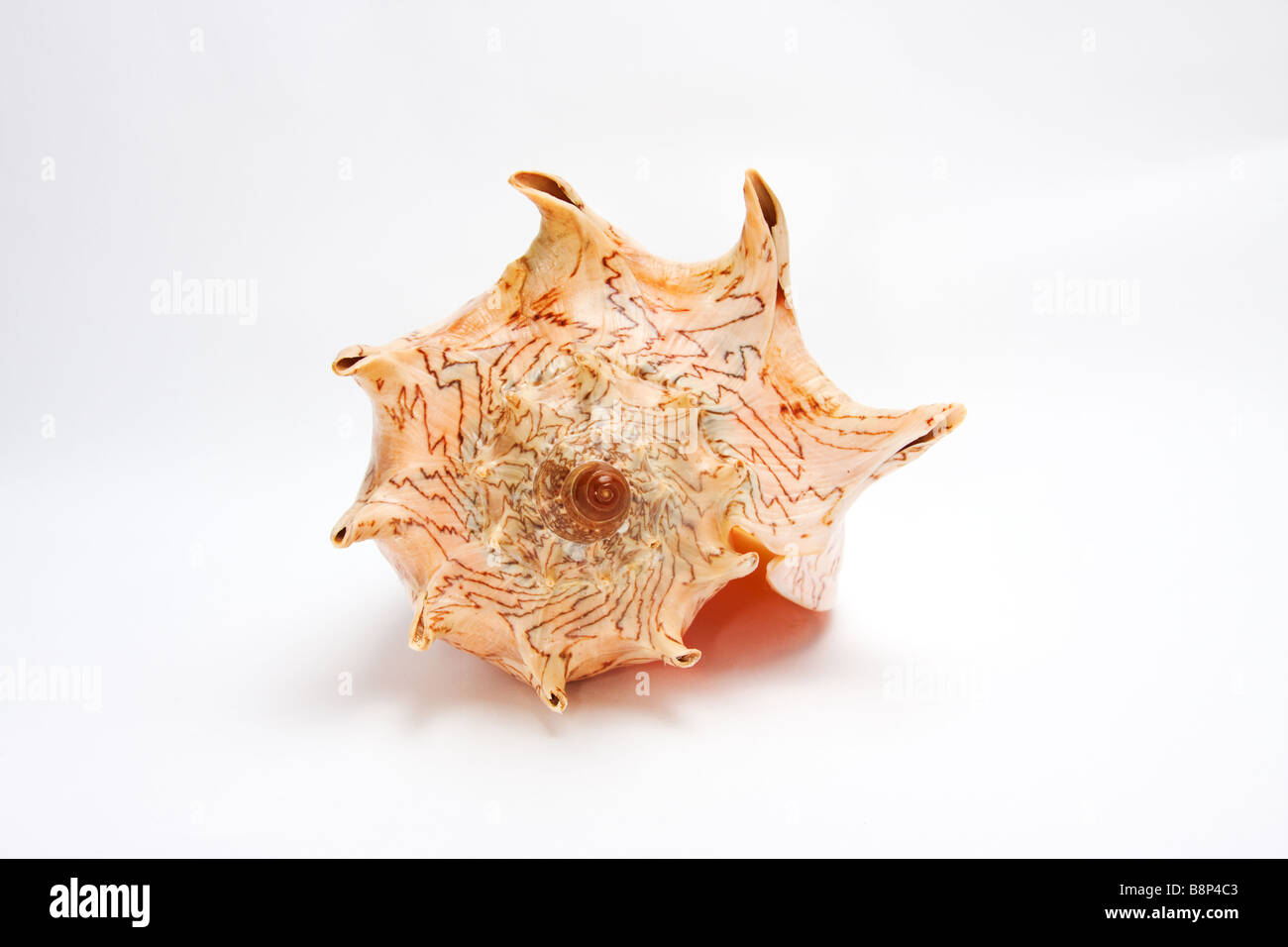 Exotic Seashell IMPERIALIS VOLUTE - back view - isolated on white Stock ...