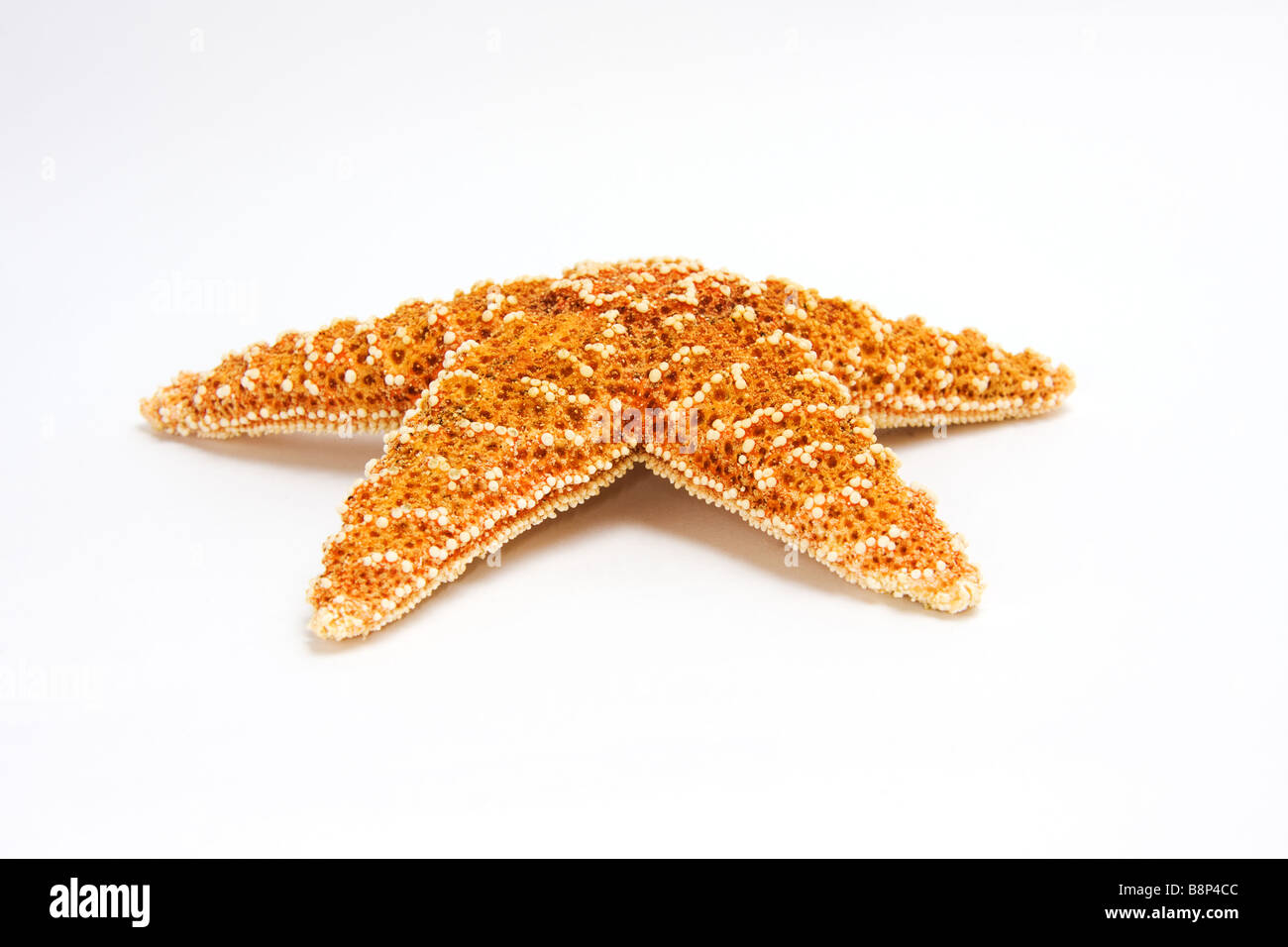 Exotic Tropical Sugar Starfish - side view - isolated on white Stock ...