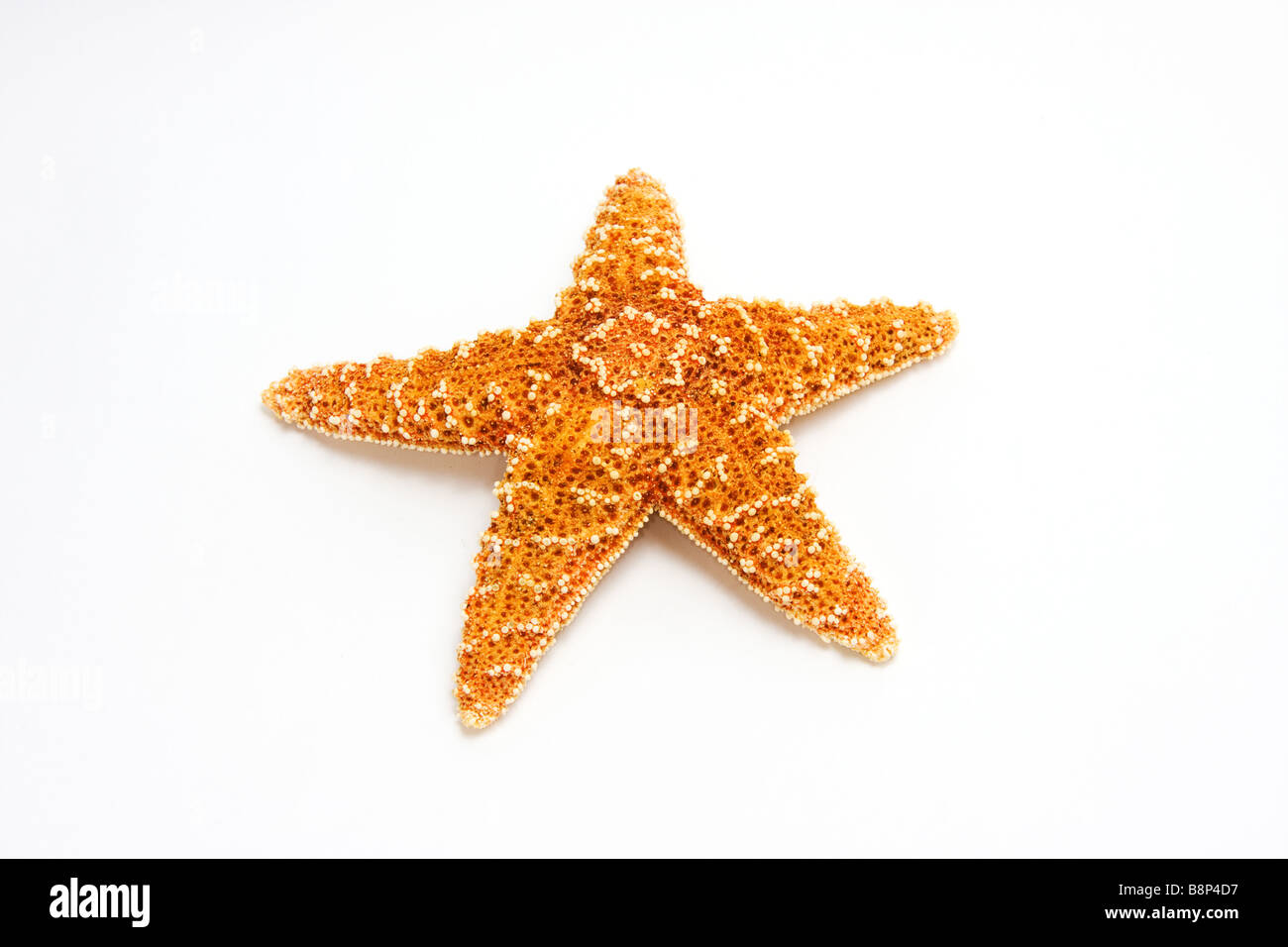 Starfish White Background