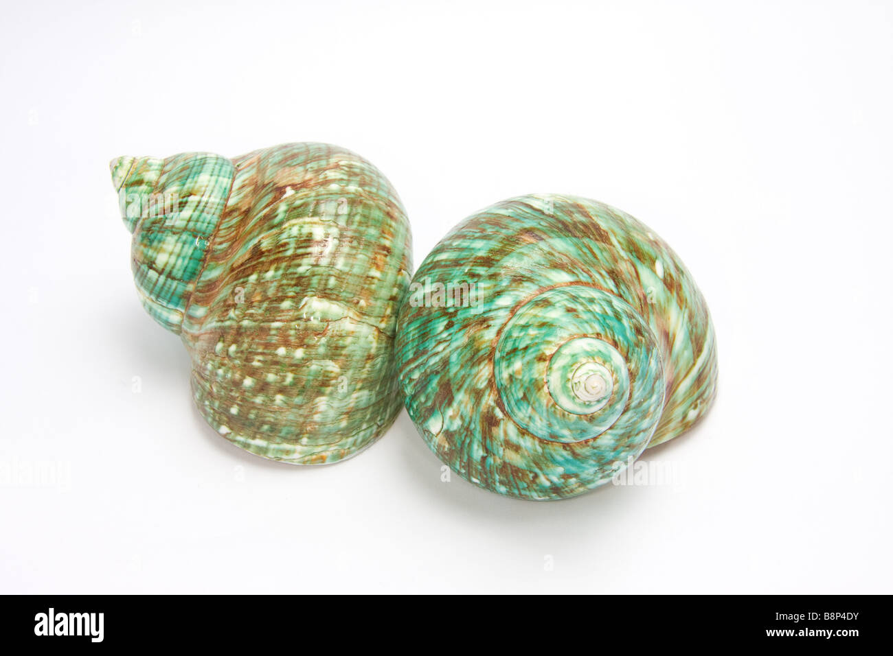 Two emerald green seashells - isolated on white Stock Photo - Alamy