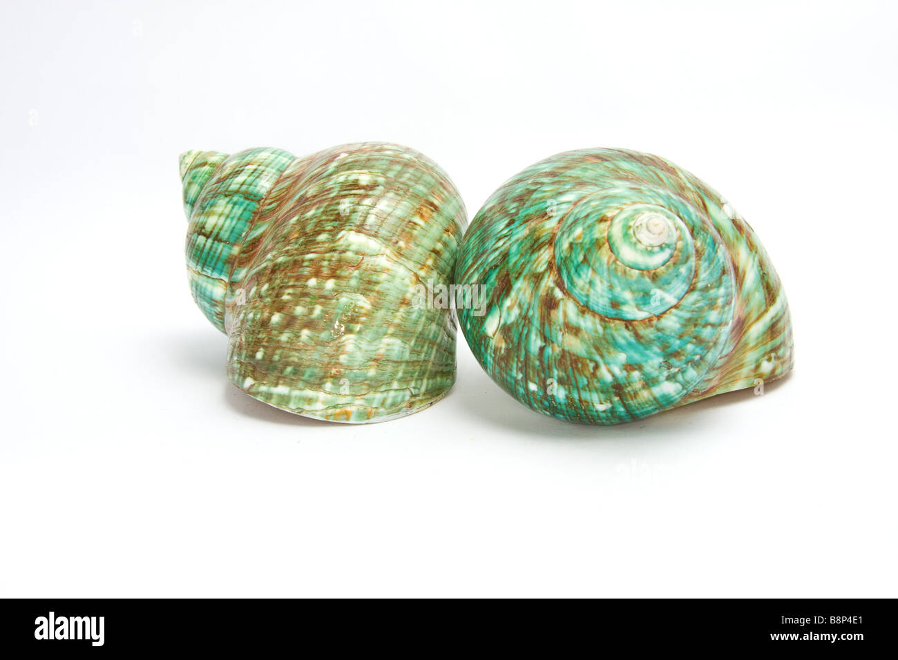 Two emerald green seashells - from above - isolated on white Stock ...