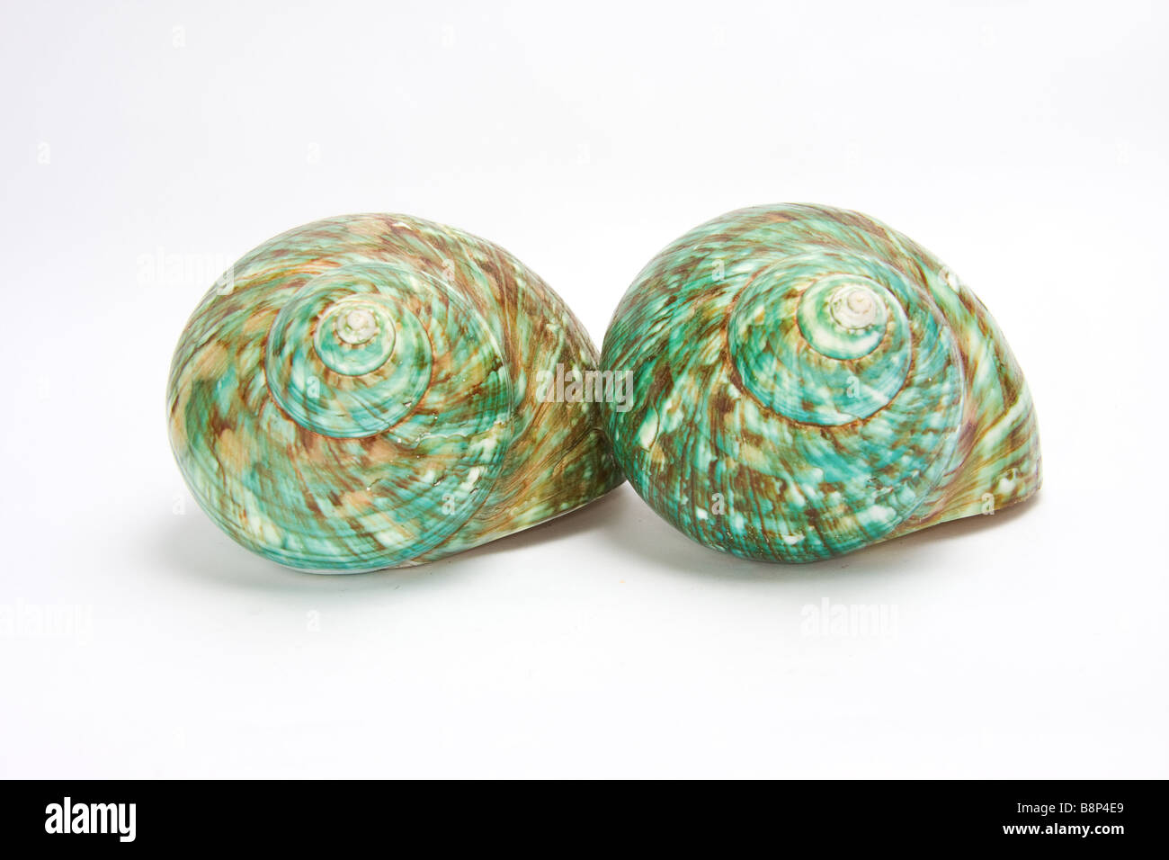 Two emerald green seashells side by side isolated on white Stock Photo ...