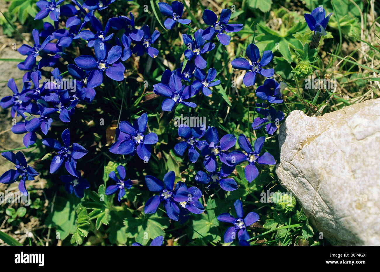 spring gentian / Gentiana verna Stock Photo - Alamy