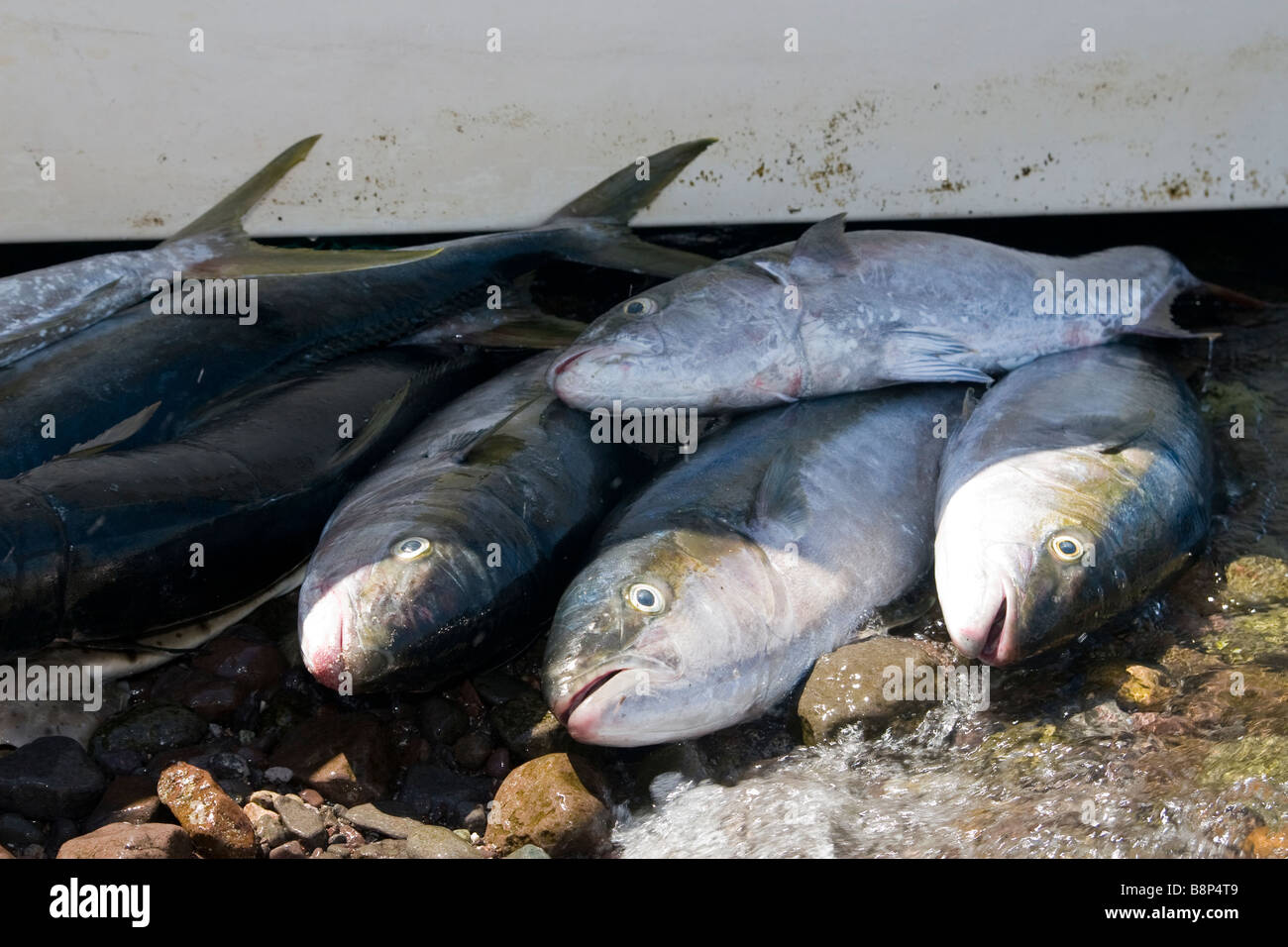 Yellowtail or Amberjack Stock Photo - Alamy
