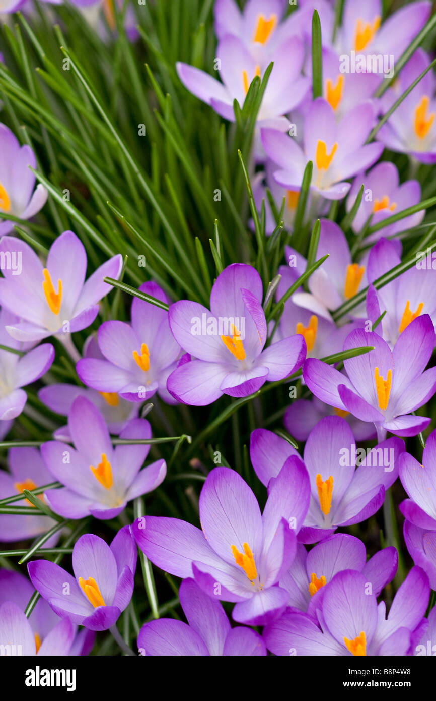 Naturalized bulbs hi-res stock photography and images - Alamy