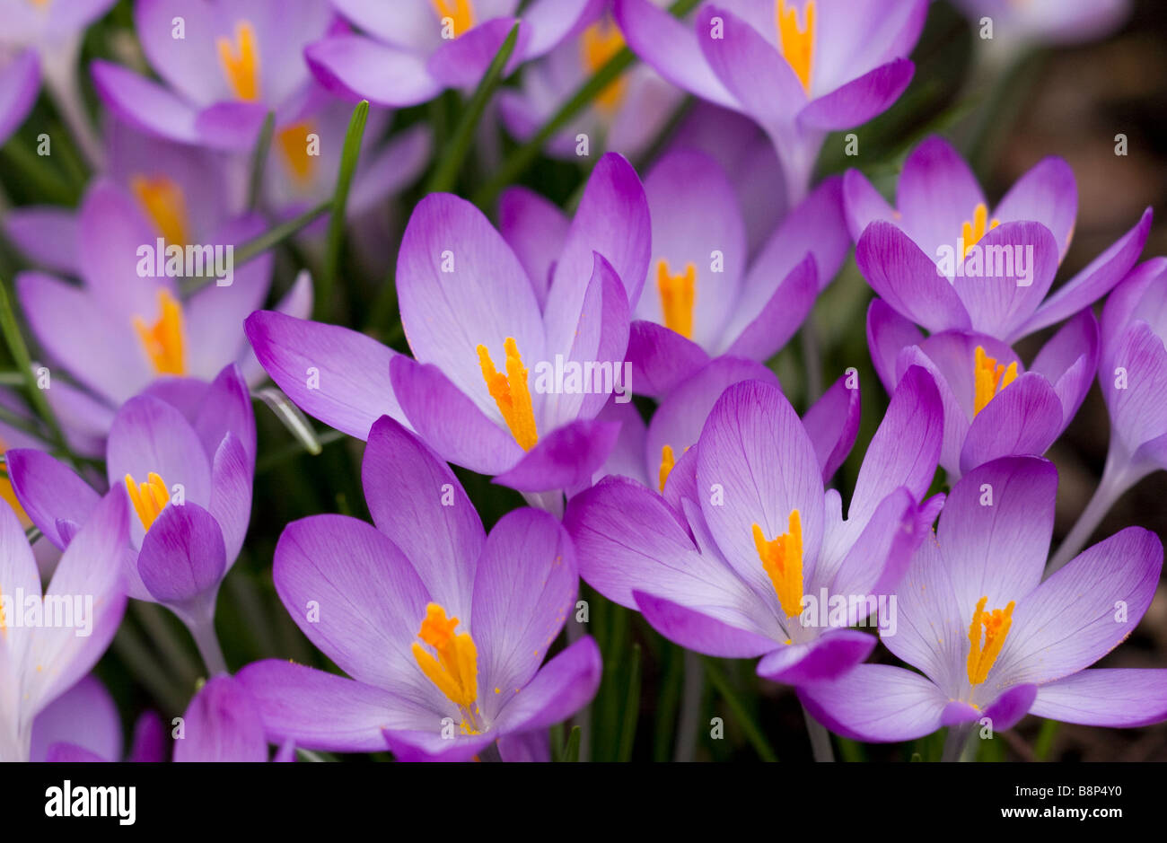 Lilac coloured Early Crocuses (Crocus tommasinianus) in bloom in early ...