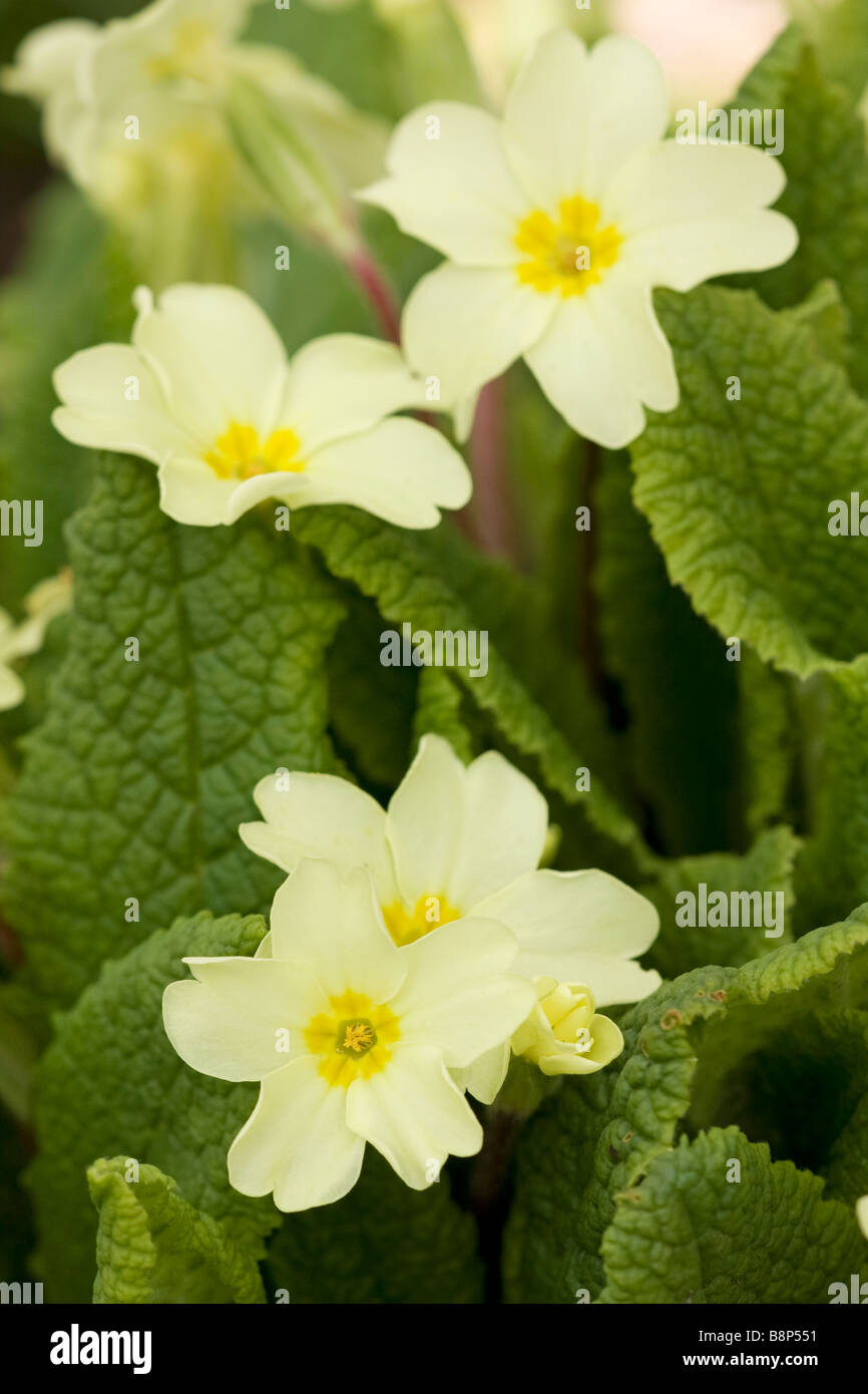Wild primroses uk hi-res stock photography and images - Alamy