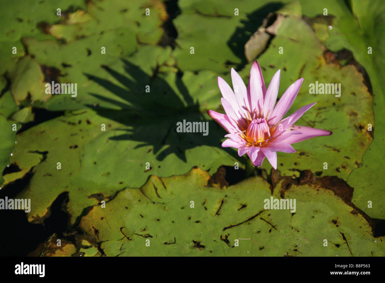 The violet coloured Nymphaea Colorata water lily located in the Indian ...