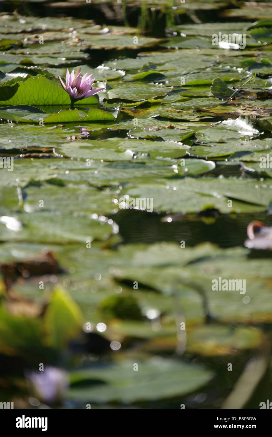 The violet coloured Nymphaea Colorata water lily located in the Indian ...
