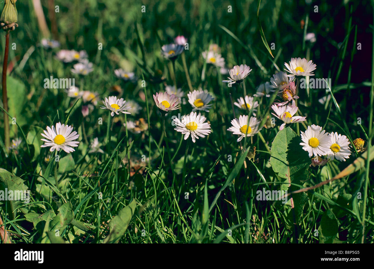 daisies / Bellis perennis Stock Photo - Alamy