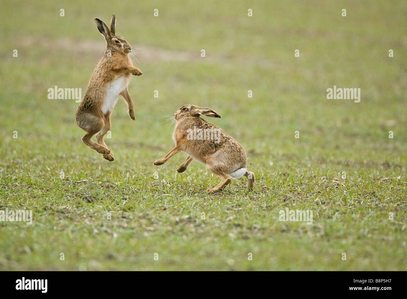 Boxing hares hi-res stock photography and images - Alamy