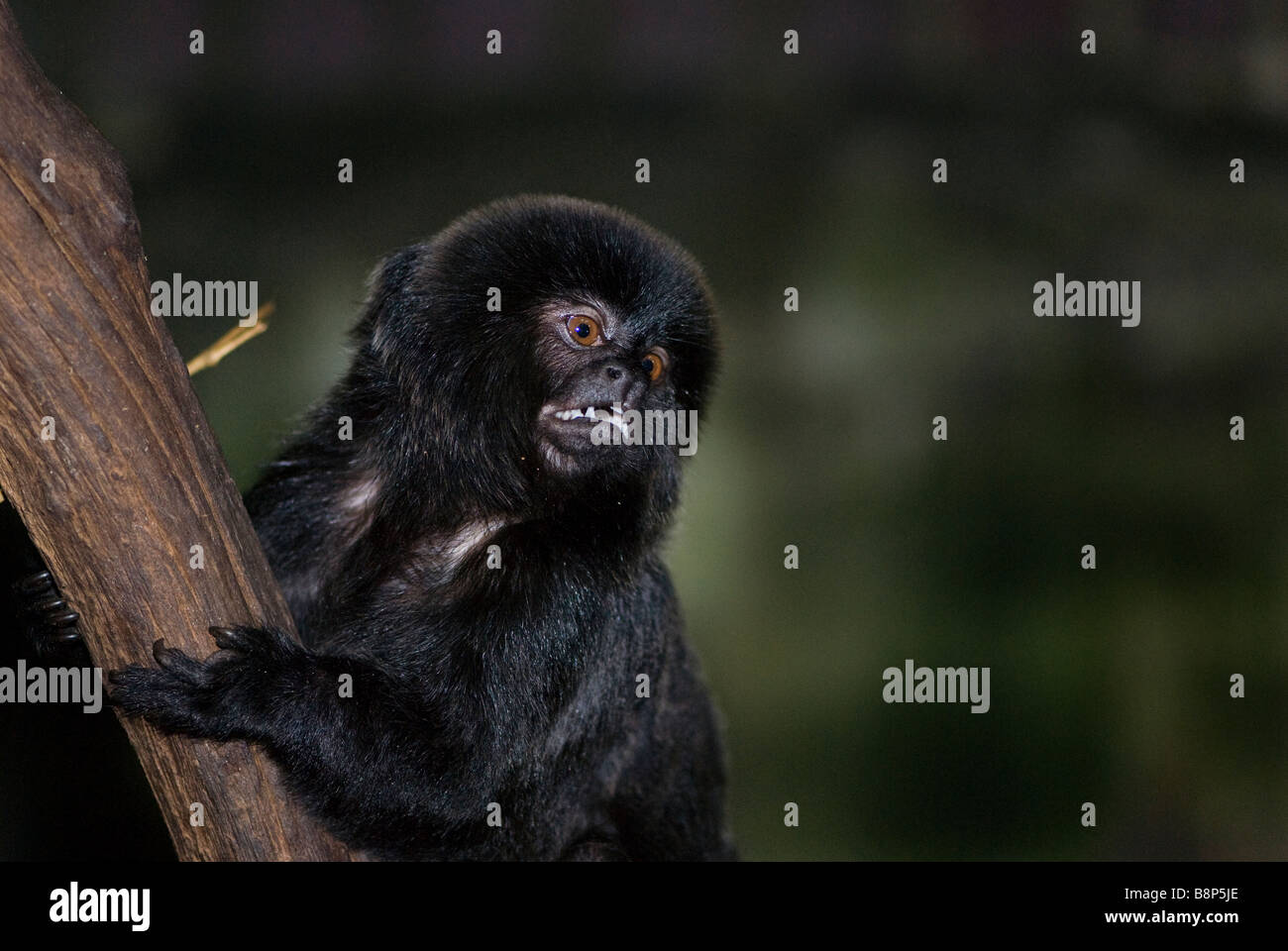 Goeldis monkeys hi-res stock photography and images - Alamy