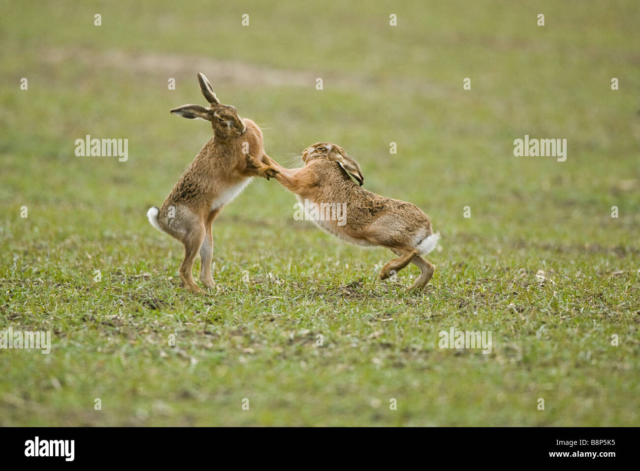 Brown Hares boxing Oxon Uk february Stock Photo - Alamy