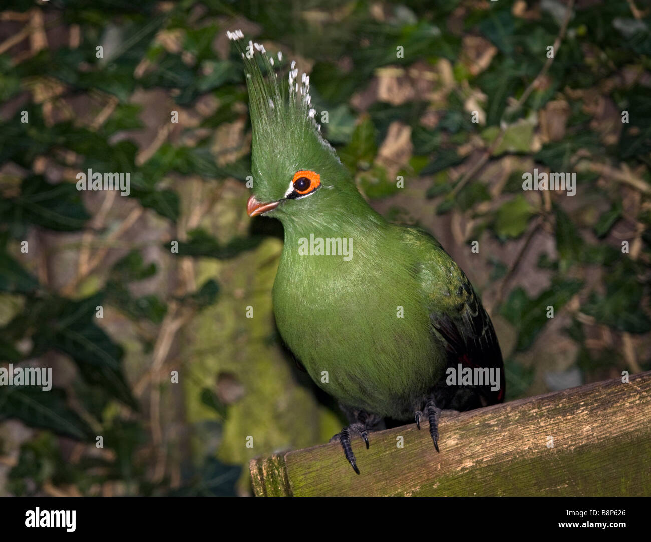 Schalow's Turaco (tauraco schalowi Stock Photo - Alamy