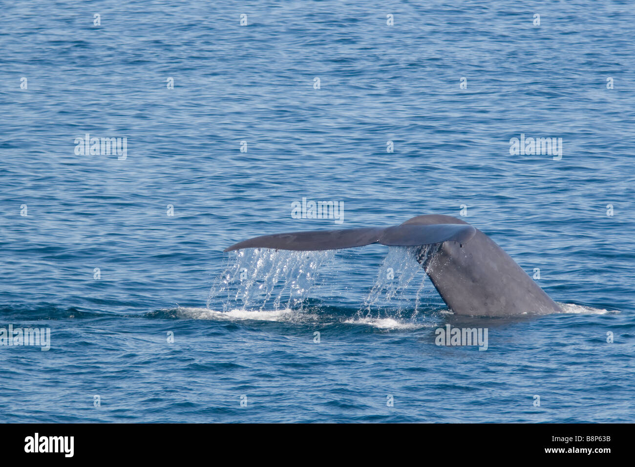 Blue Whale Fluke 2 Stock Photo - Alamy