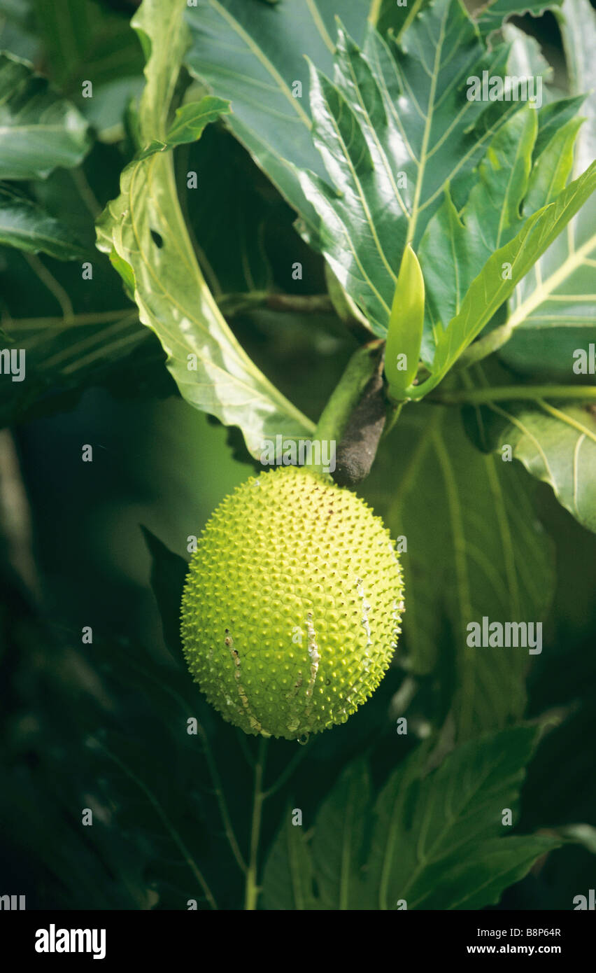 Breadfruit tree with fruit Stock Photo - Alamy