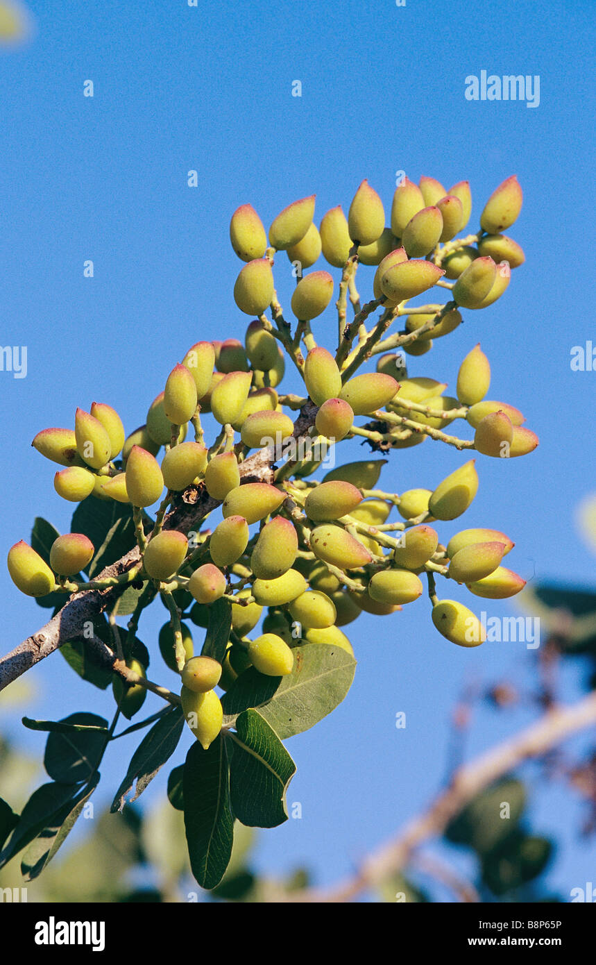 pistachio - fruits in front of blue sky Stock Photo - Alamy