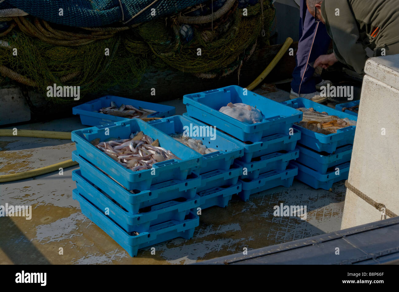 Trays Of Fresh Freshly Caught Fish Fishermans Catch Ready For Unloading ...