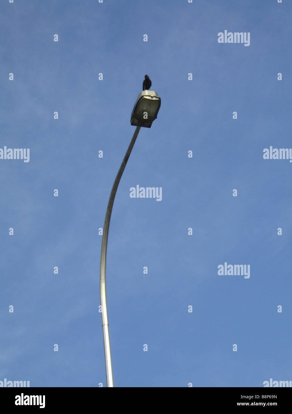 Crow perched hi-res stock photography and images - Alamy