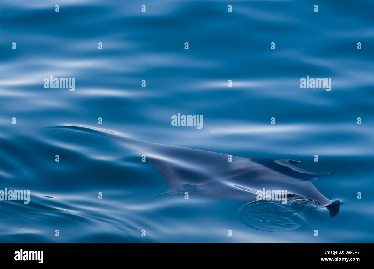 Ray skin hi-res stock photography and images - Alamy