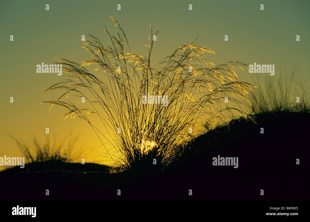 grasses in front of sunrise Stock Photo - Alamy