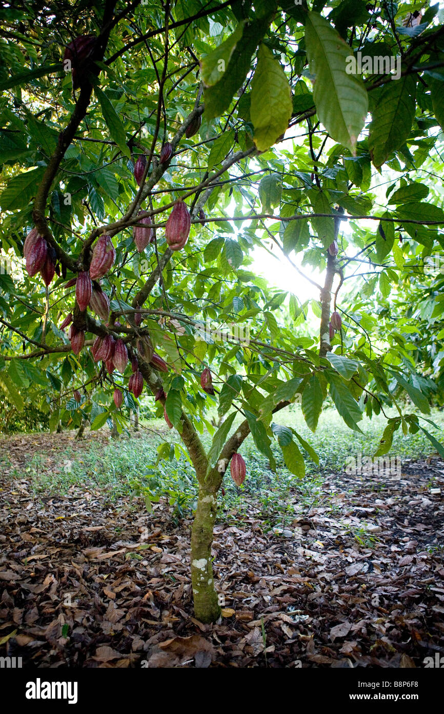 Cocoa farmer, Dominican Republic Stock Photo - Alamy
