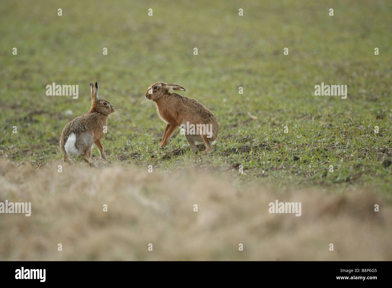 Jumping hares hi-res stock photography and images - Alamy
