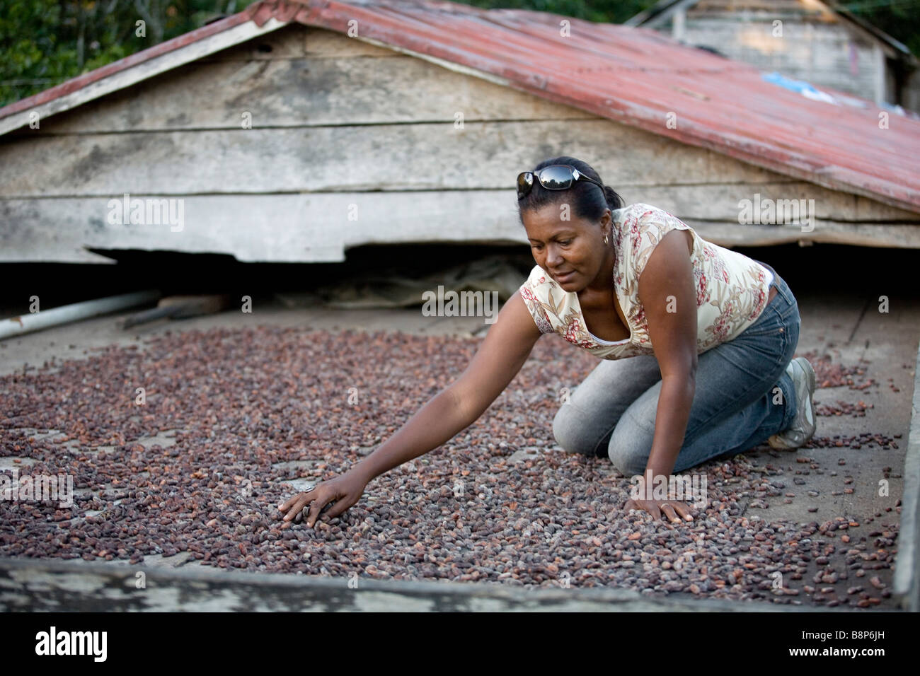 Cocoa farm dominican republic hi-res stock photography and images - Alamy