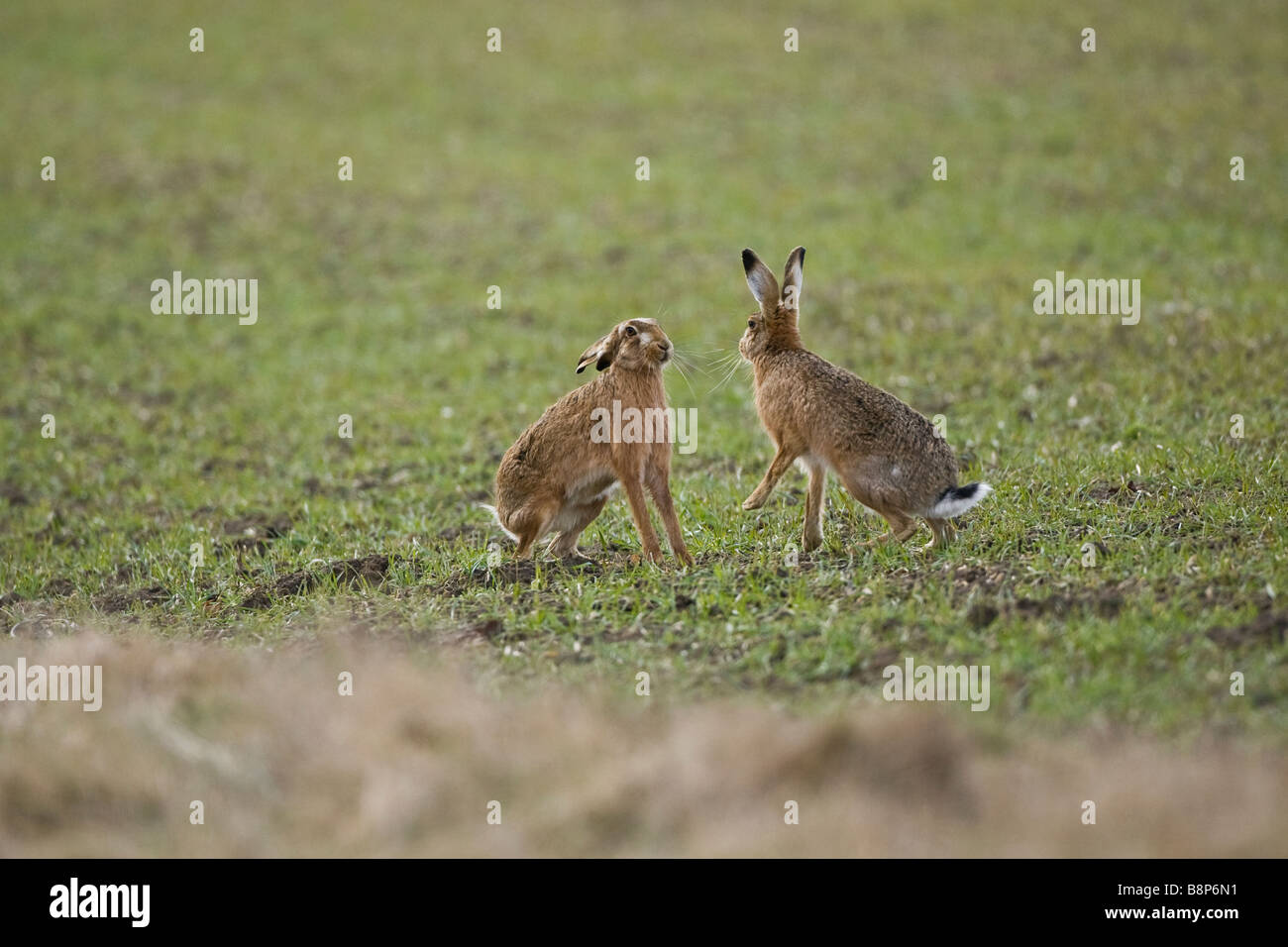 Hare leaping hi-res stock photography and images - Alamy
