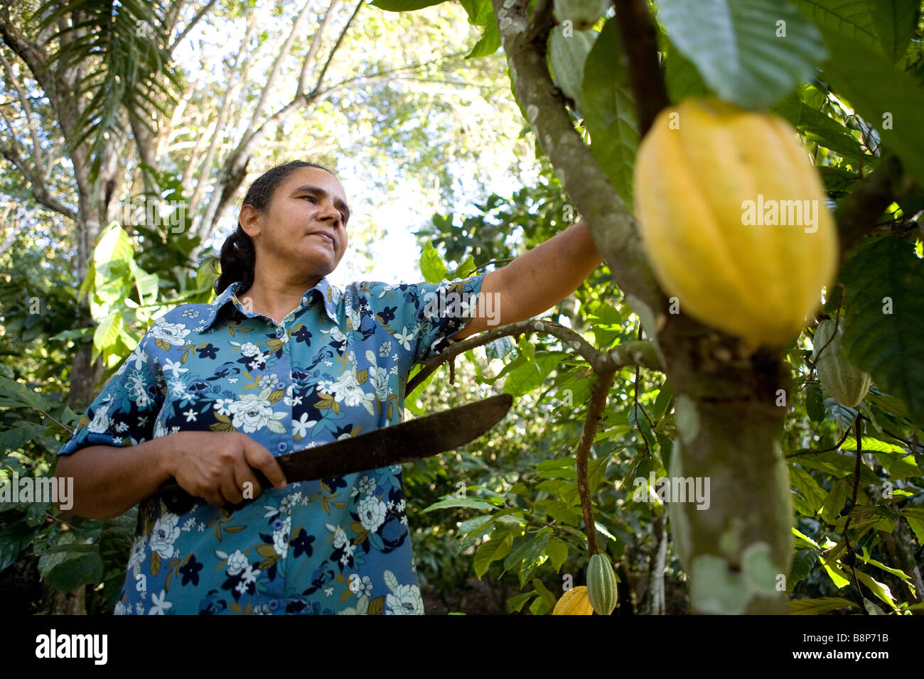 Cocoa farm hi-res stock photography and images - Alamy