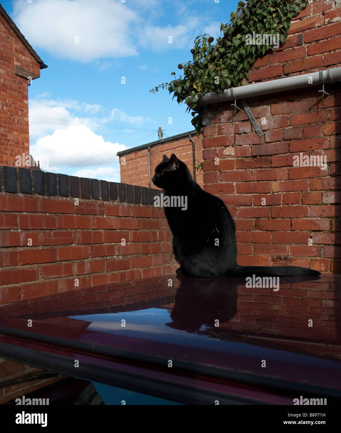 A black tomcat sitting on a car roof Stock Photo - Alamy