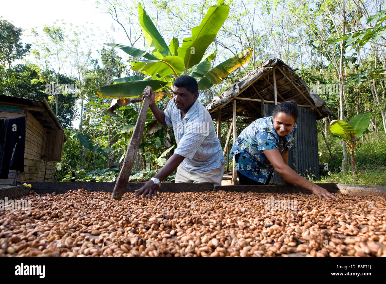 Cocoa bean fermentation hi-res stock photography and images - Alamy