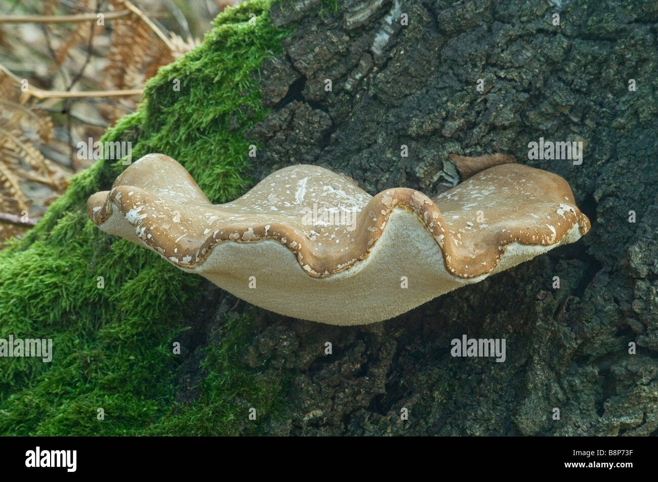 Birch Polypore growing on birch tree on Cannock Chase Staffordshire ...