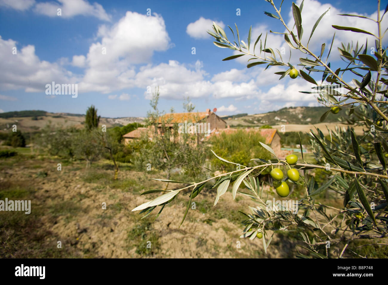 bunch of olives with background on the farm Stock Photo - Alamy