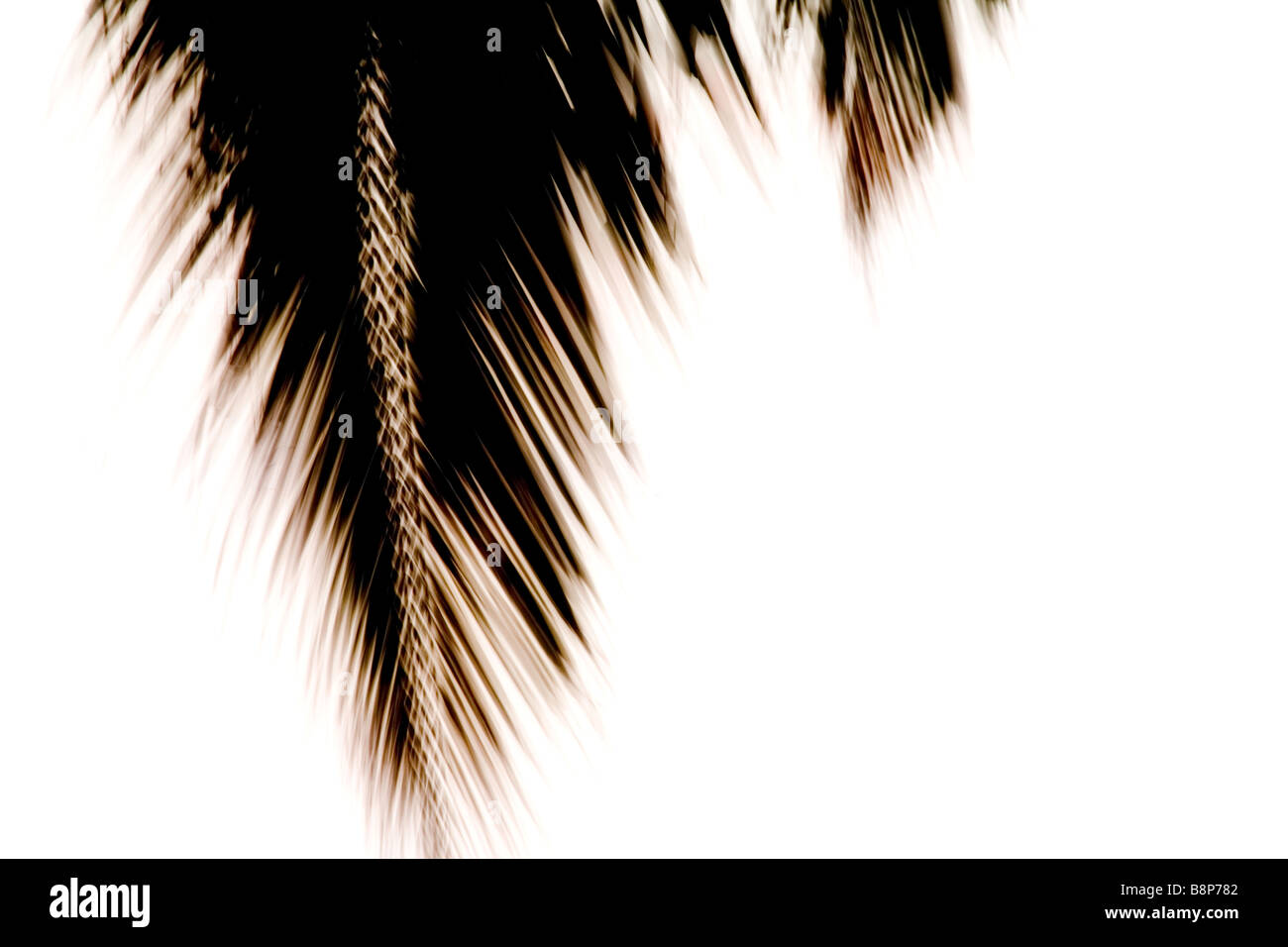 Coconut frond hi-res stock photography and images - Alamy