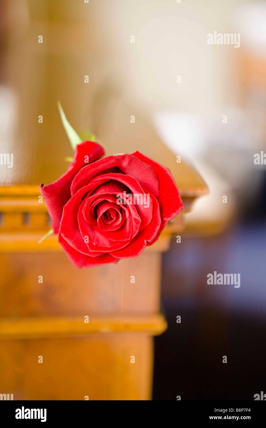 single red rose Stock Photo - Alamy