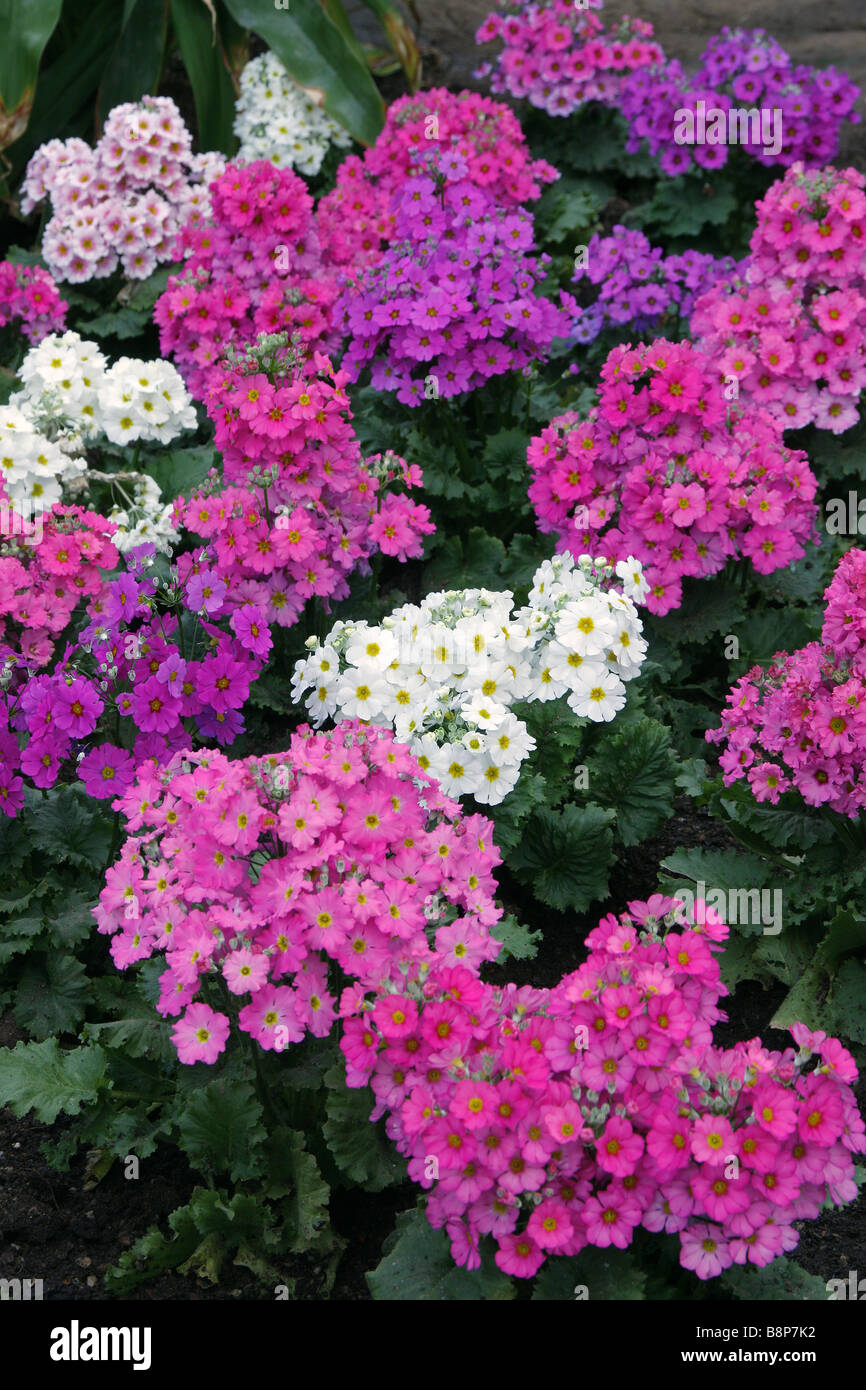 PRIMULA MALACHOIDES MIXED Stock Photo - Alamy
