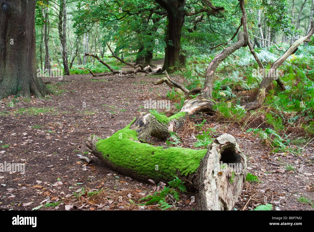 fallen tree branch Stock Photo - Alamy