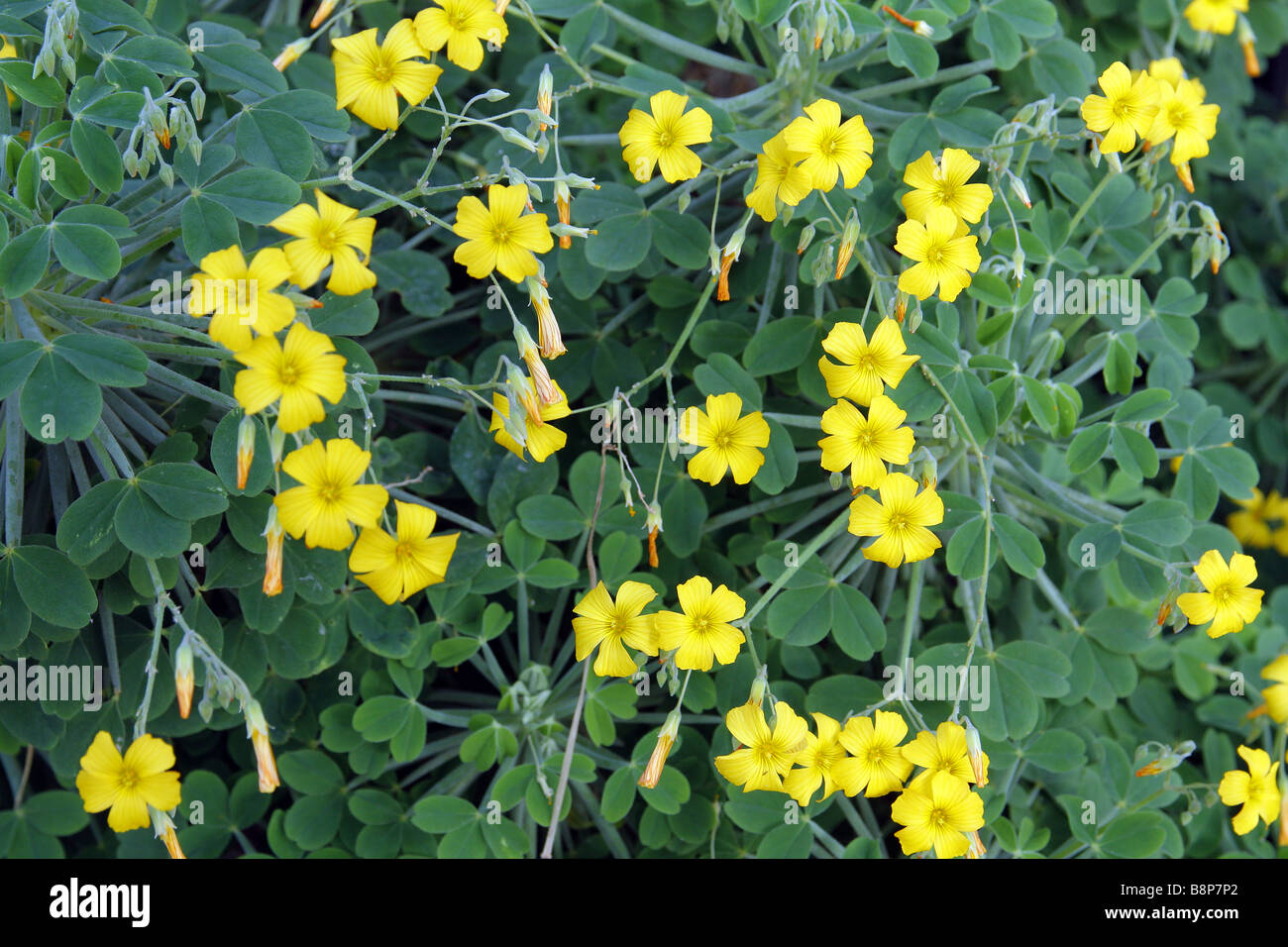 Perennial oxalis hi-res stock photography and images - Alamy