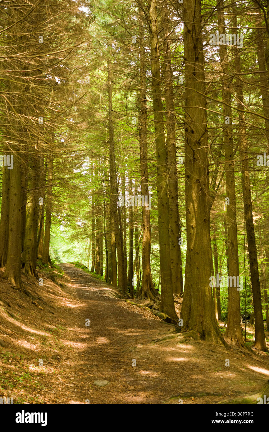 Devon woodland leaves hi-res stock photography and images - Alamy