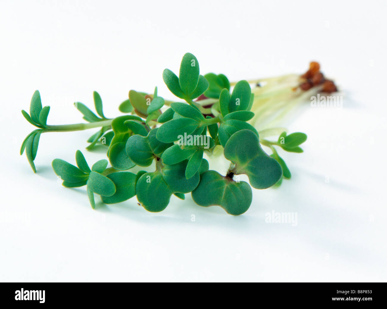 Bunch of watercress Cut Out Stock Images & Pictures - Alamy