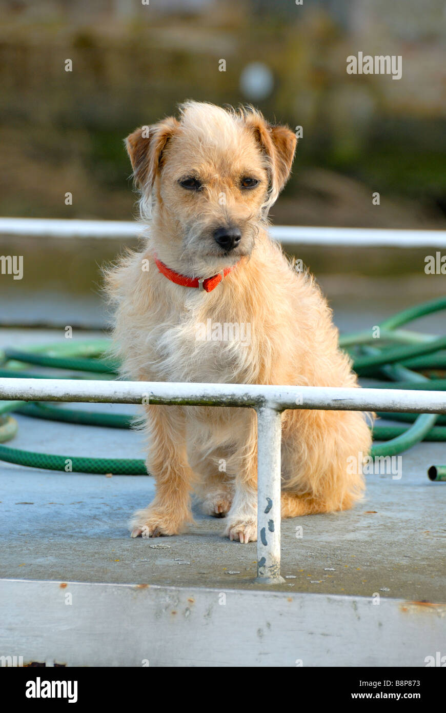 Dog on Barge Stock Photo - Alamy